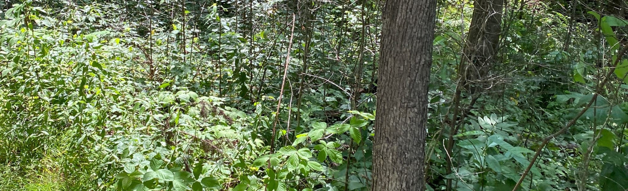 Hicks Ridge, Wild Cat, Willie Lee, Pavilion, Teepee and Proctor Ridge ...