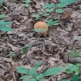 Farmdale Recreation Area Trail, Illinois - 804 Reviews, Map | AllTrails