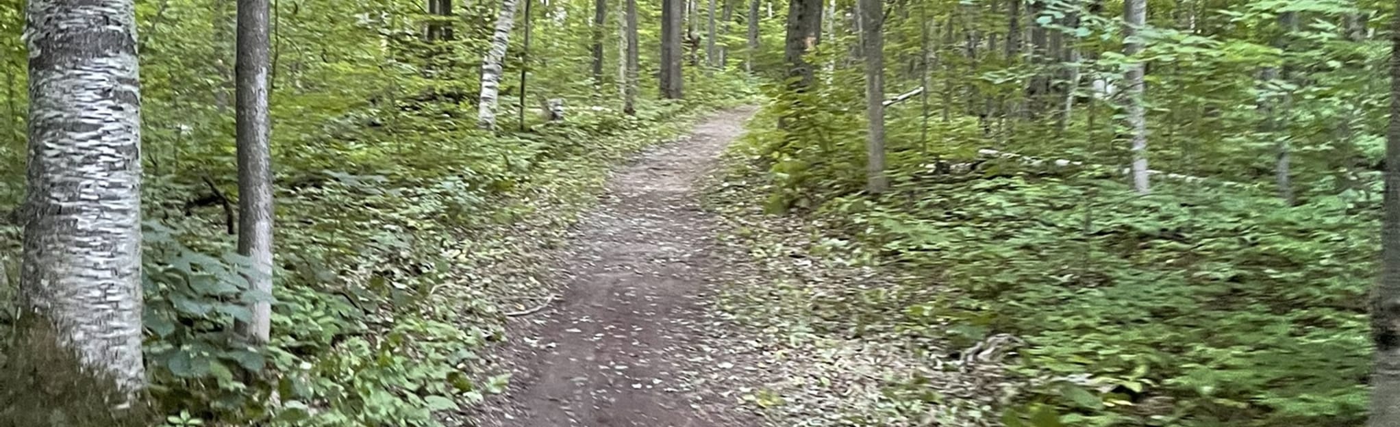 Bluff Trail Loop, Ontario, Canada - 138 Reviews, Map | AllTrails
