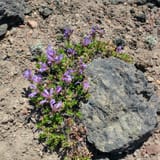 Broken Top Loop, Oregon - 259 Reviews, Map | AllTrails