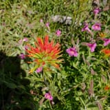 Broken Top Loop, Oregon - 258 Reviews, Map | AllTrails