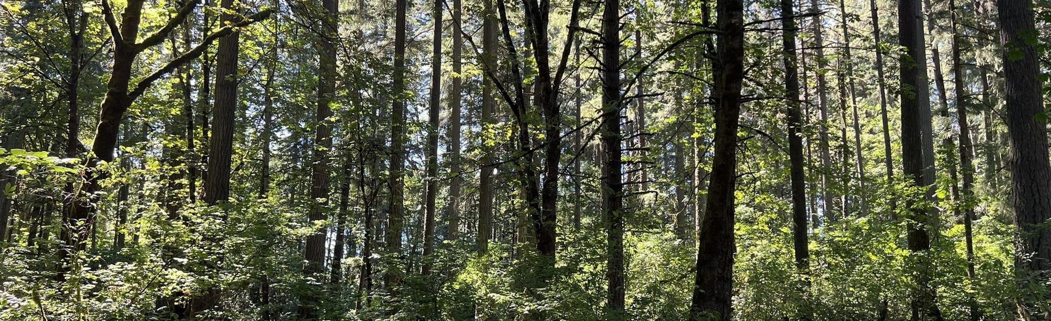 Waterloo County Park Trail: 37 Reviews, Map - Oregon | AllTrails