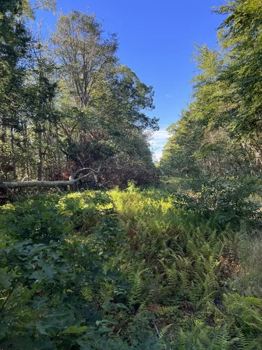 10 Best Trail Running Trails in Rhode Island | AllTrails