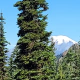 Hawkeye Point via Goat Ridge Trail #95, Washington - 313 Reviews, Map ...
