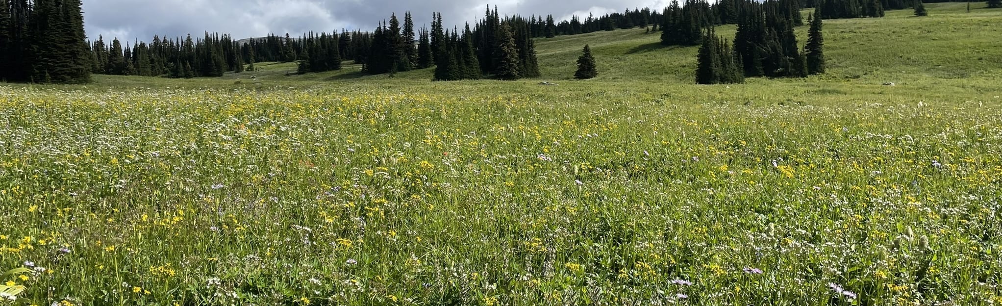Long Hill: 40 Reviews, Map - British Columbia, Canada | AllTrails