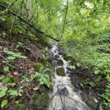 Foxfire Mountain Trail, Tennessee - 48 Reviews, Map | AllTrails