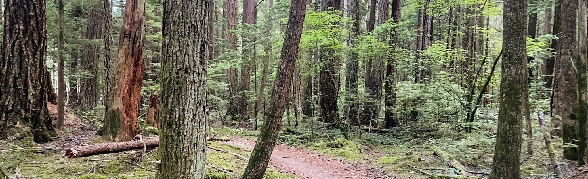 Ray Peters and Zombie Crawl Loop: 4 Reviews, Map - British Columbia ...