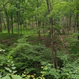 Hogback Mountain via Charcoal Trail, Pennsylvania - 37 Reviews, Map ...