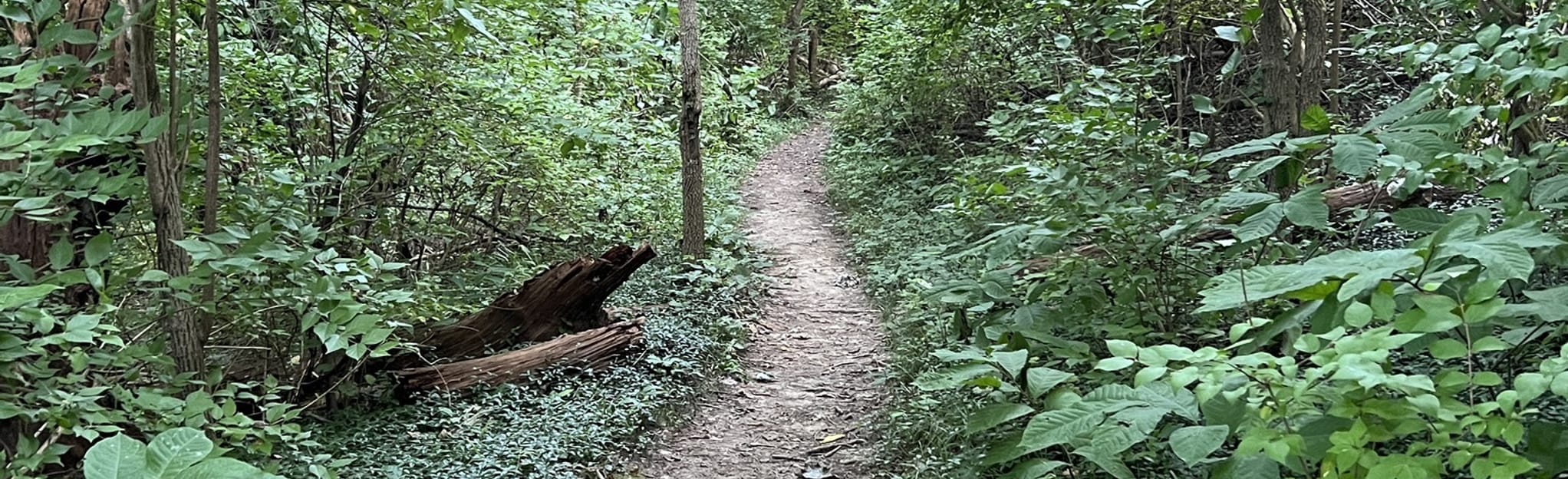 SIUE Nature Preserve Southern Loop, Illinois - 112 Reviews, Map | AllTrails