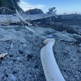 Rialto Beach Trail, Washington - 266 Reviews, Map | AllTrails