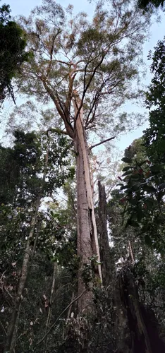 Best Hikes and Trails in Toolara State Forest | AllTrails