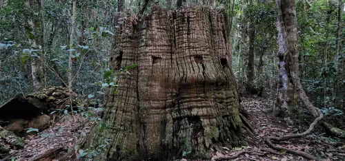 Best Hikes and Trails in Toolara State Forest | AllTrails