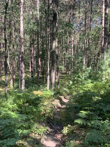 Best Hikes and Trails in Oscoda | AllTrails