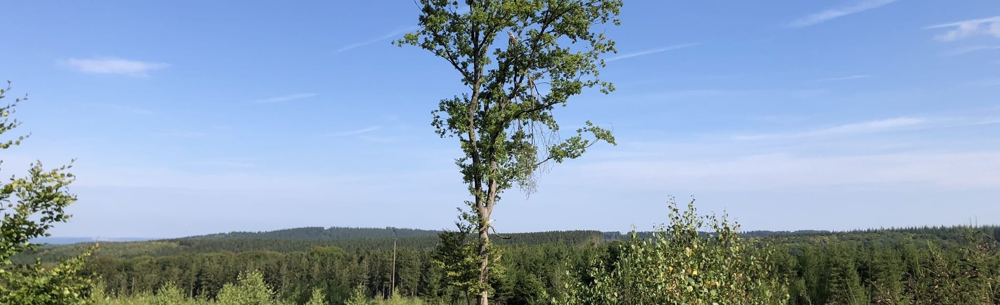 The wood of Harre and Deux-Rys: 5 Reviews, Map - Luxembourg, Belgium ...