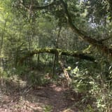 Temple Terrace Riverfront Park Trail, Florida - 35 Reviews, Map | AllTrails