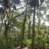 Temple Terrace Riverfront Park Trail, Florida - 35 Reviews, Map | AllTrails
