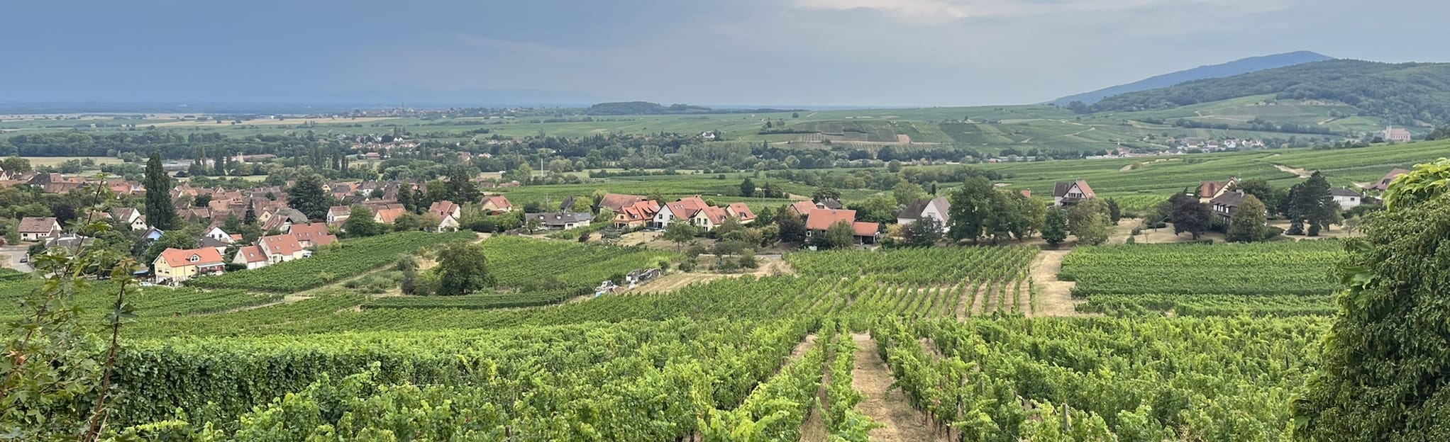 Mittelbergheim wine trail - Le Zotzenberg: 1 Reviews, Map - Bas-Rhin ...