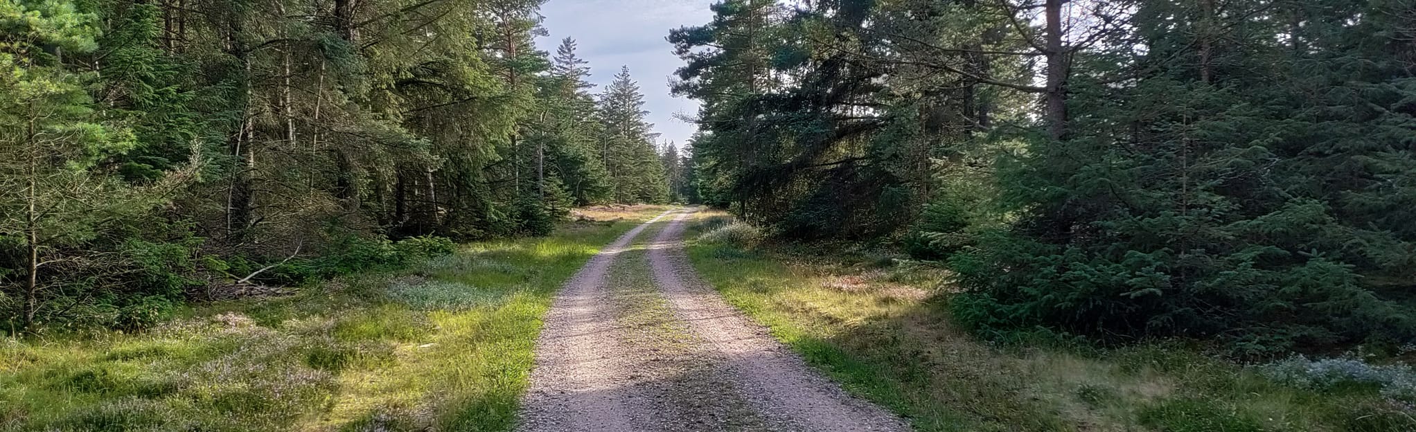 Blokhus Klitplantage - Blokhus Klit Camping | Map, Guide - North ...