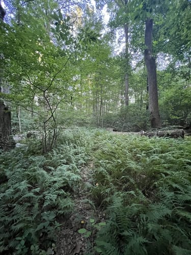 William Penn State Forest : les meilleures randonnées en 2023 | AllTrails