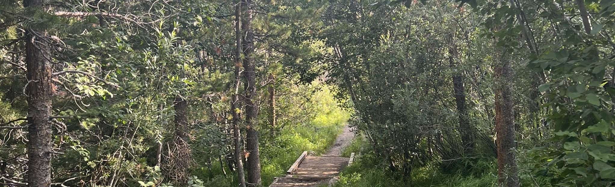 Sheep Bridge Trail: 19 Reviews, Map - Wyoming | AllTrails
