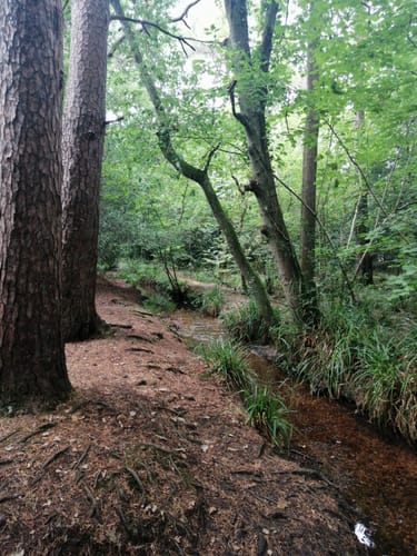 Best Hikes and Trails in Delph Woods | AllTrails