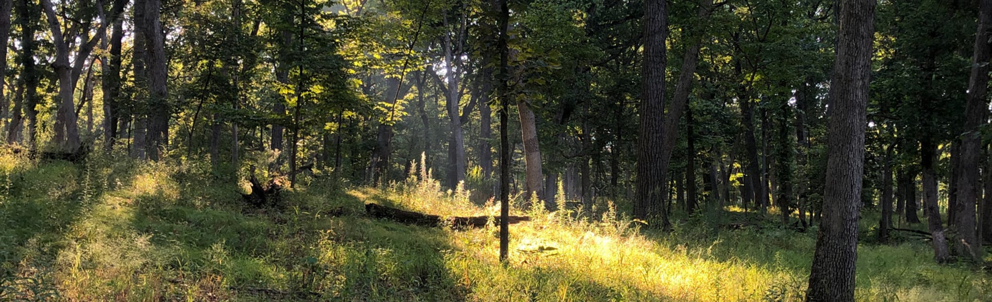 Deer Grove #5: 87 Reviews, Map - Illinois | AllTrails