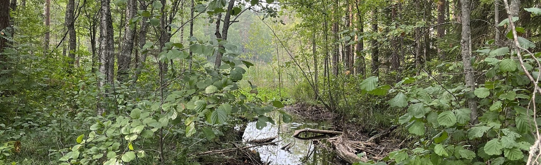 Valkjärvi Tour, Kymenlaakso, Finland - 3 Reviews, Map | AllTrails