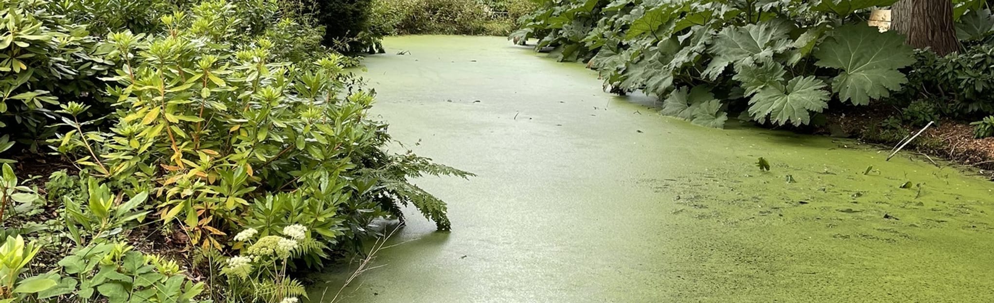 Edgbaston Park Nature Reserve Walk, 1 Fotos - West Midlands, England ...