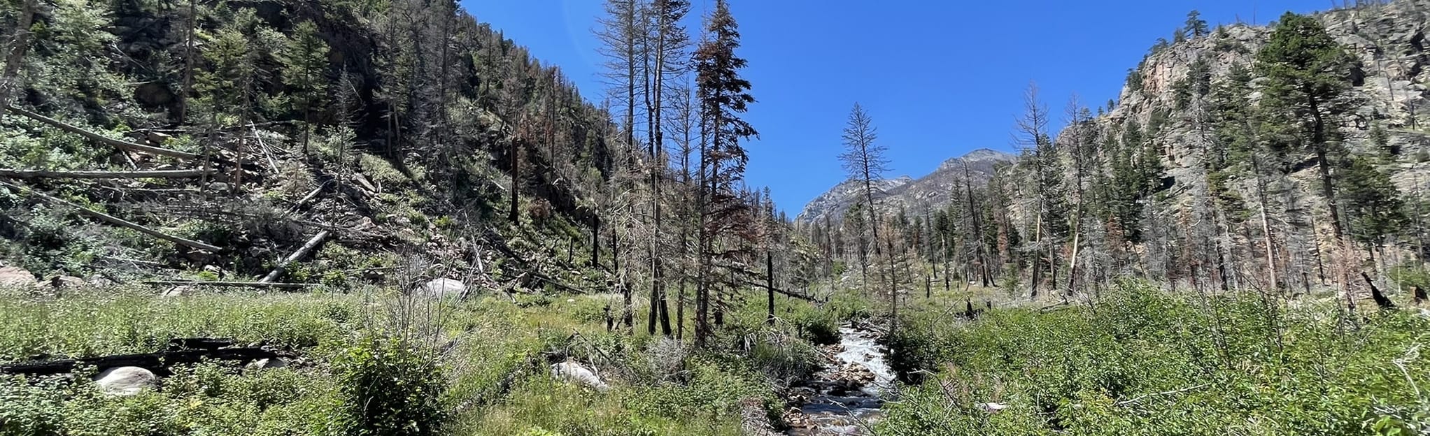 Loomis, Spruce, and Fern Lake Trail, Colorado - 109 Reviews, Map ...