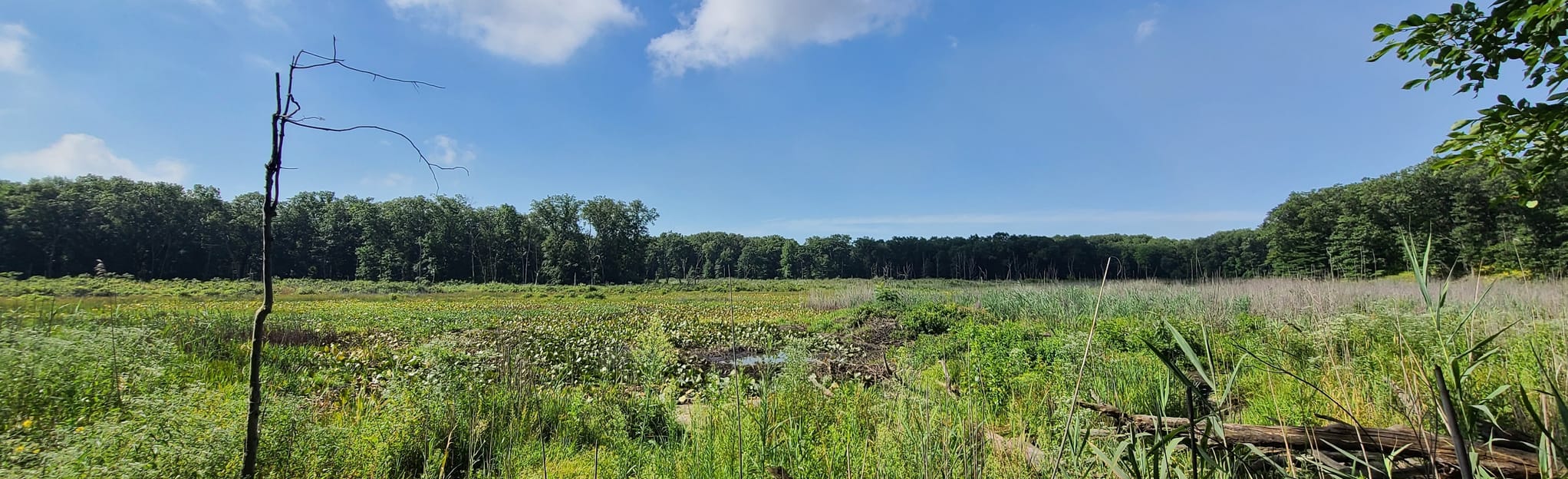Cowles Bog, Summit Drive, West Rd Loop: 34 Reviews, Map - Indiana ...