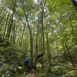 Black Forest North Loop Trail, Pennsylvania - 253 Reviews, Map | AllTrails