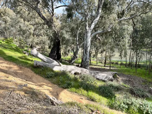 Best Hikes and Trails in Murray Valley Regional Park | AllTrails