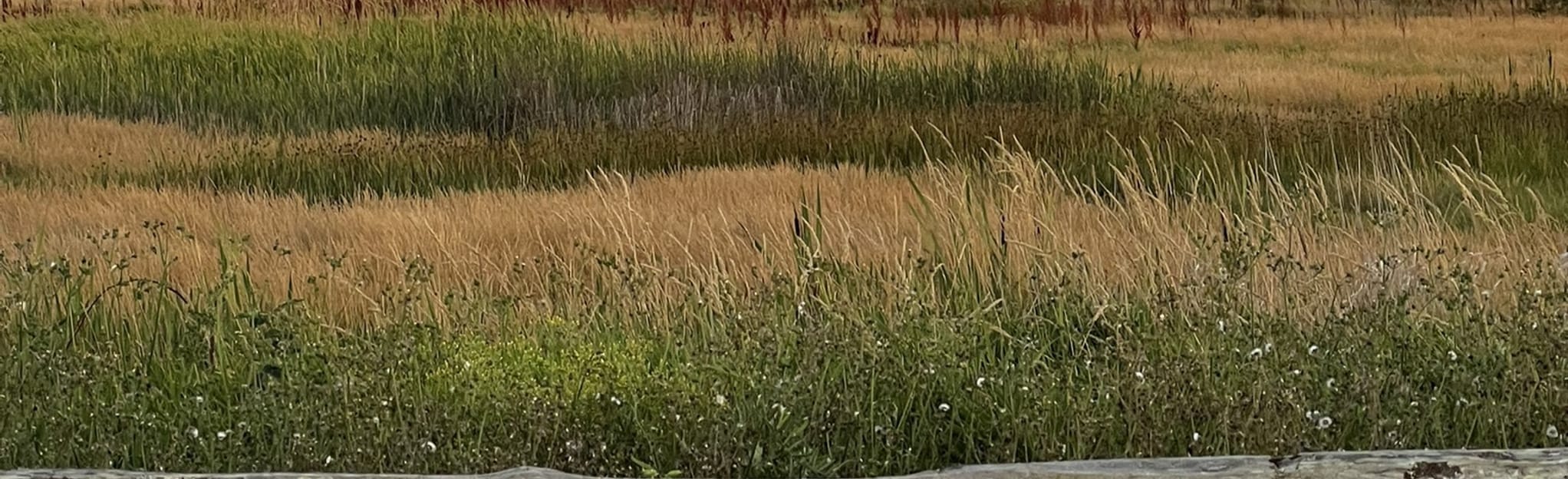 Point No Point Lighthouse and Park Trail - Washington | AllTrails