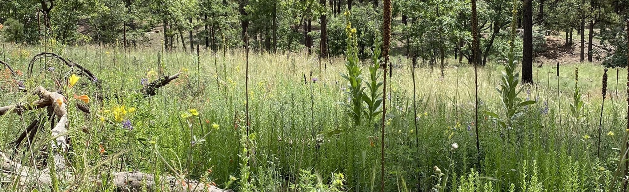 Mount Elden Loop via Lookout Road and Schultz Creek Trail , Arizona ...