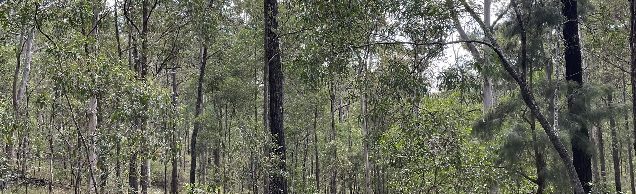 Goanna, Pandora, and Catch Me If You Can Trails: 32 Reviews, Map ...