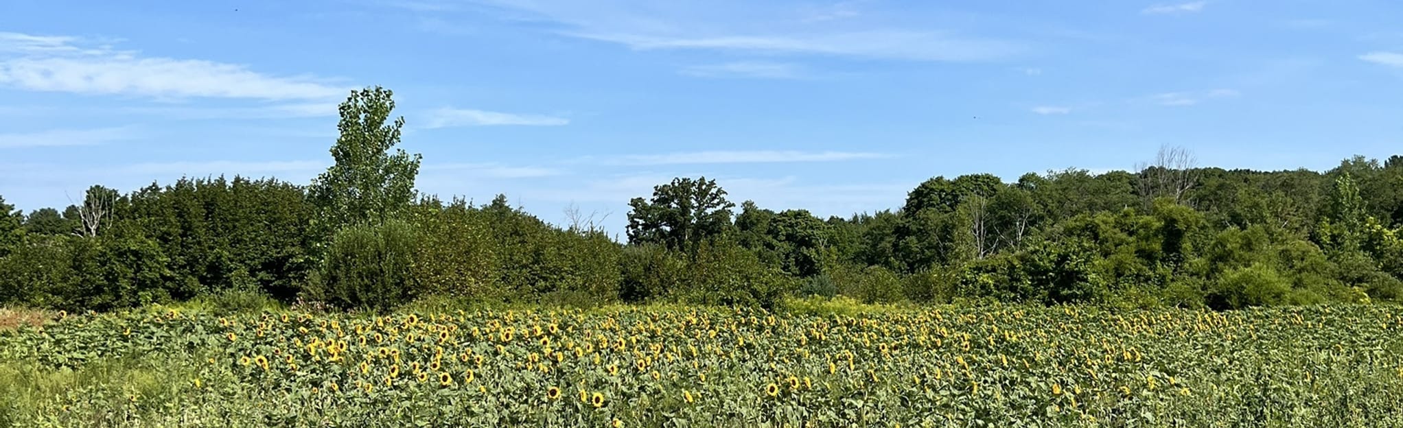 Battle Road Trail: 978 Reviews, Map - Massachusetts | AllTrails