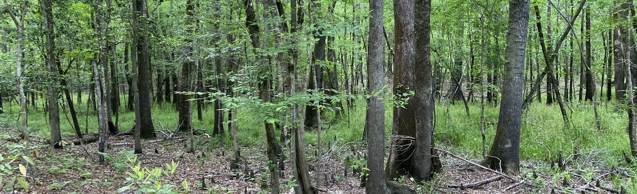 Ev-Henwood Nature Preserve Loop | Map, Guide - North Carolina | AllTrails