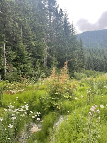 Best Hikes and Trails in Hemlock Valley | AllTrails