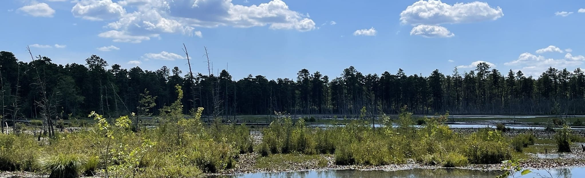 Goshen Pond Camping Area - New Jersey | AllTrails