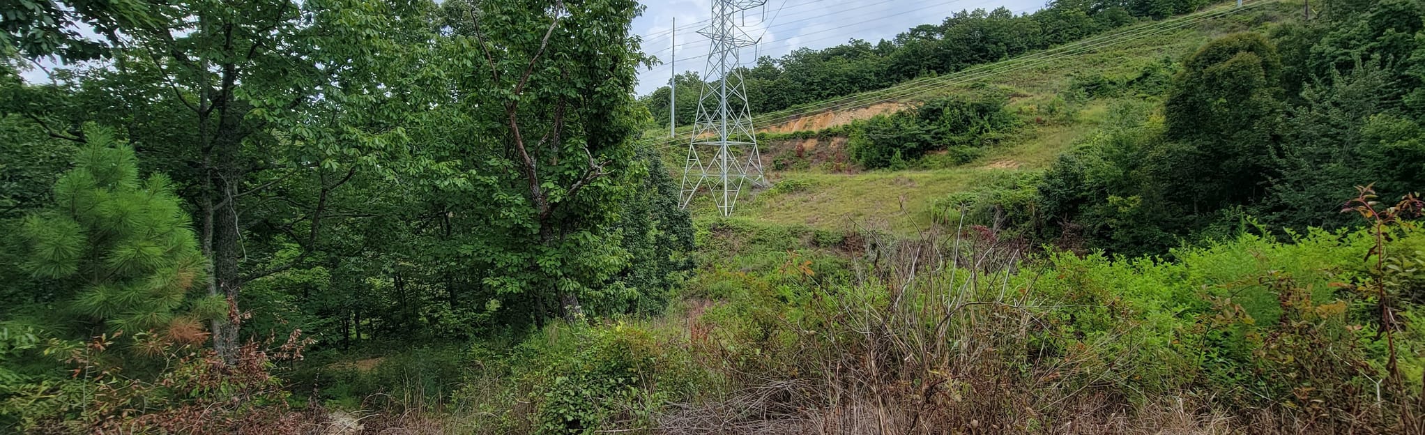 Coldwater Mountain Loop: 18 Reviews, Map - Alabama | AllTrails