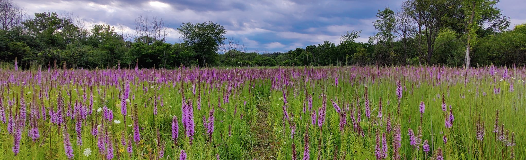 Des Plaines River Trail: North from Beck Lake - Illinois | AllTrails