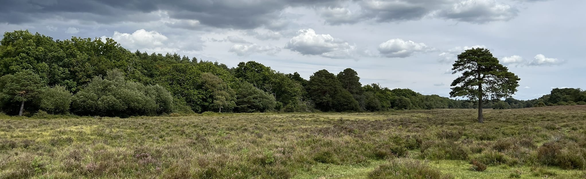 Ober Water Trail: 128 foto's - Hampshire, Engeland | Wandelen - AllTrails