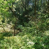 Bald Hill Natural Area Loop, Oregon - 341 Reviews, Map | AllTrails
