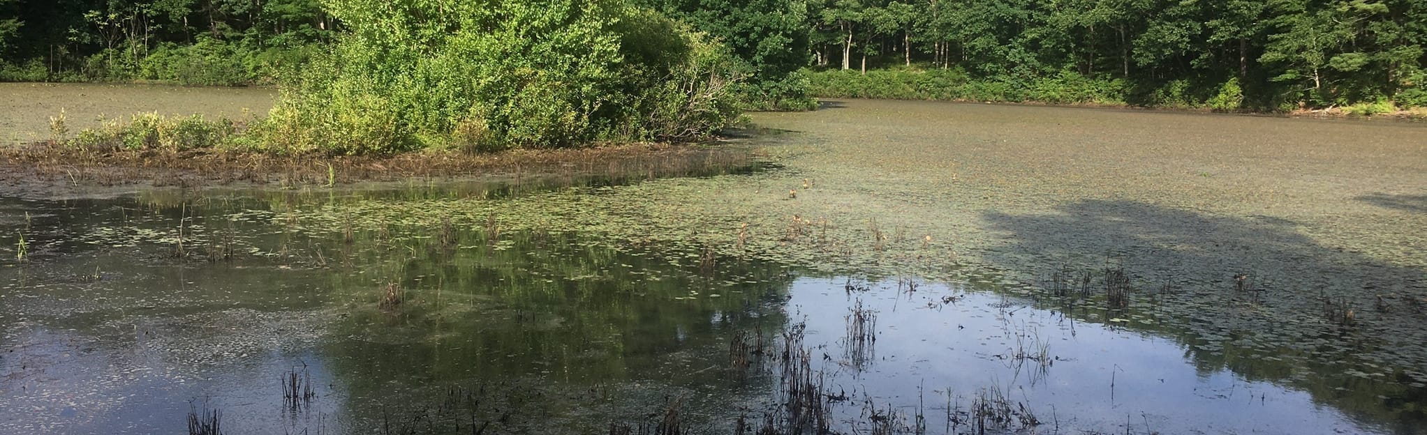 Pine Hill and Goose Pond Trail Loop: 8 Reviews, Map - Massachusetts ...