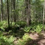 Blueberry, Grave Ridge and Creek Trail Loop , Pennsylvania - 21 Reviews ...