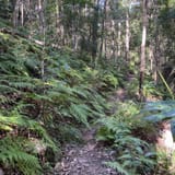 Conondale Range Great Walk: Booloumba Creek - Wongai Camp, Queensland ...