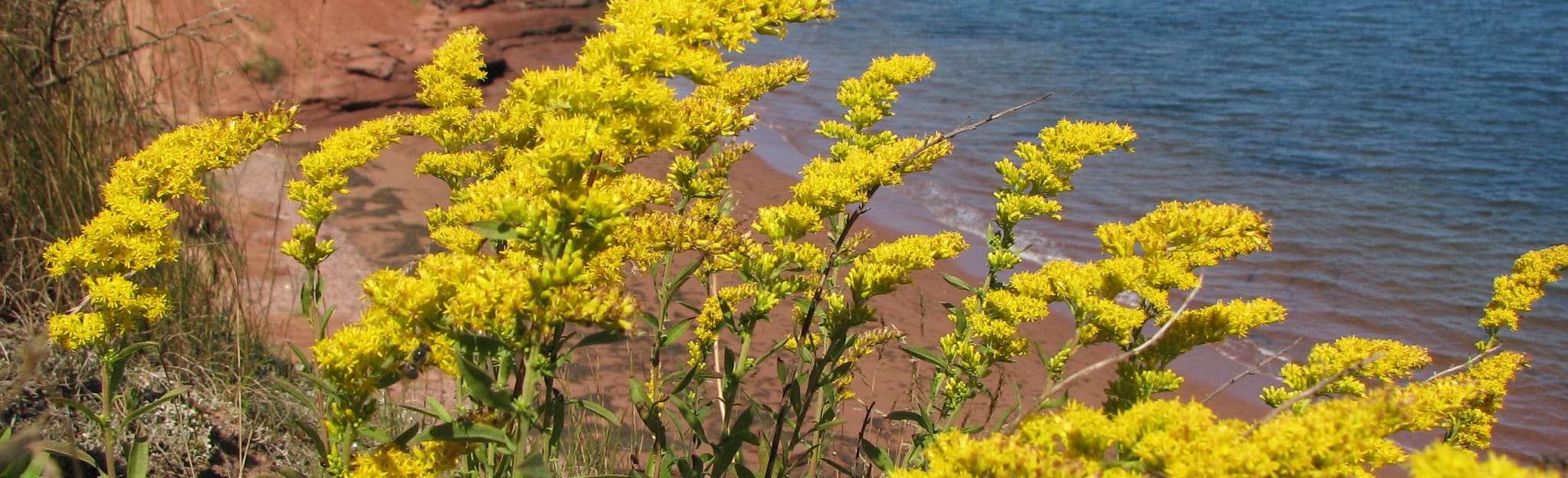 Cabot Beach Forest | Map, Guide - Prince Edward Island, Canada | AllTrails