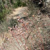 Goodspeed-Nattkemper Trail to Mount Hood Peak and Gunsight Lookout ...