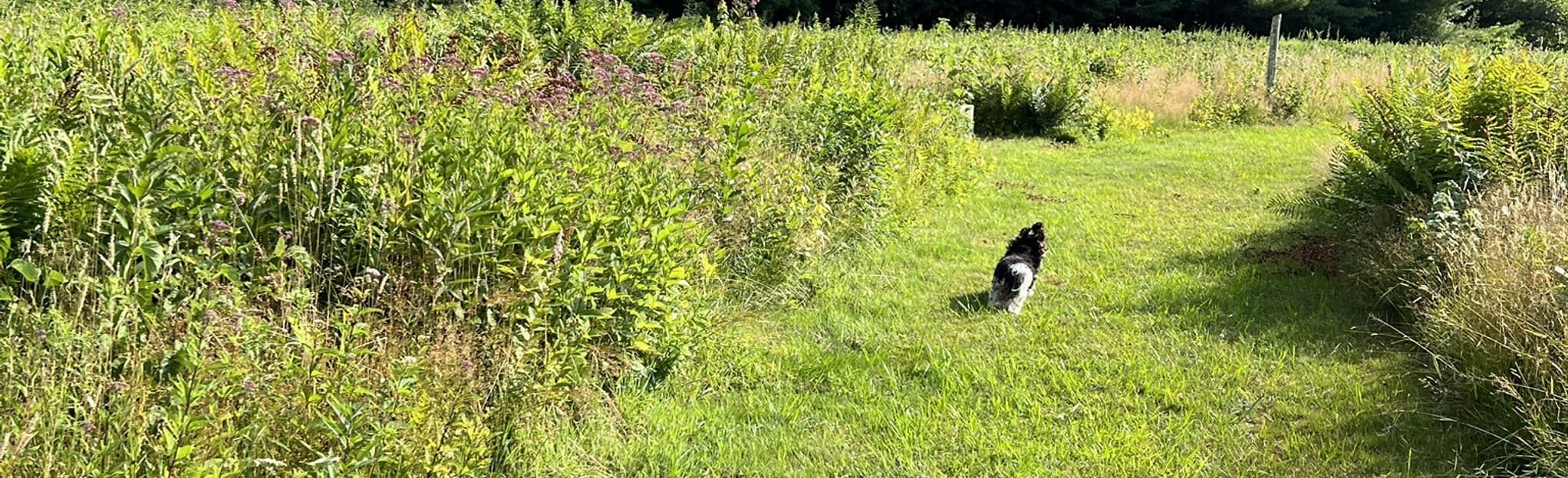 Bridle, Ridge and Lone Pine Trail Loop | Map, Guide - Connecticut ...