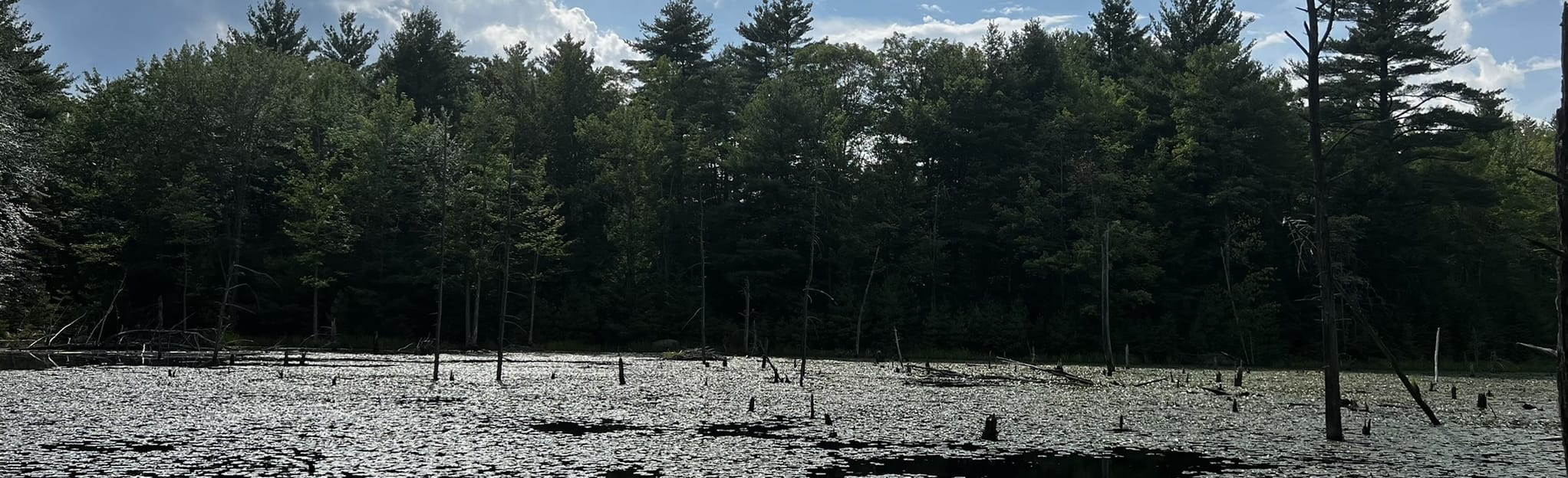 Ry's Way and Marsh Loop: 59 Reviews, Map - New Hampshire | AllTrails